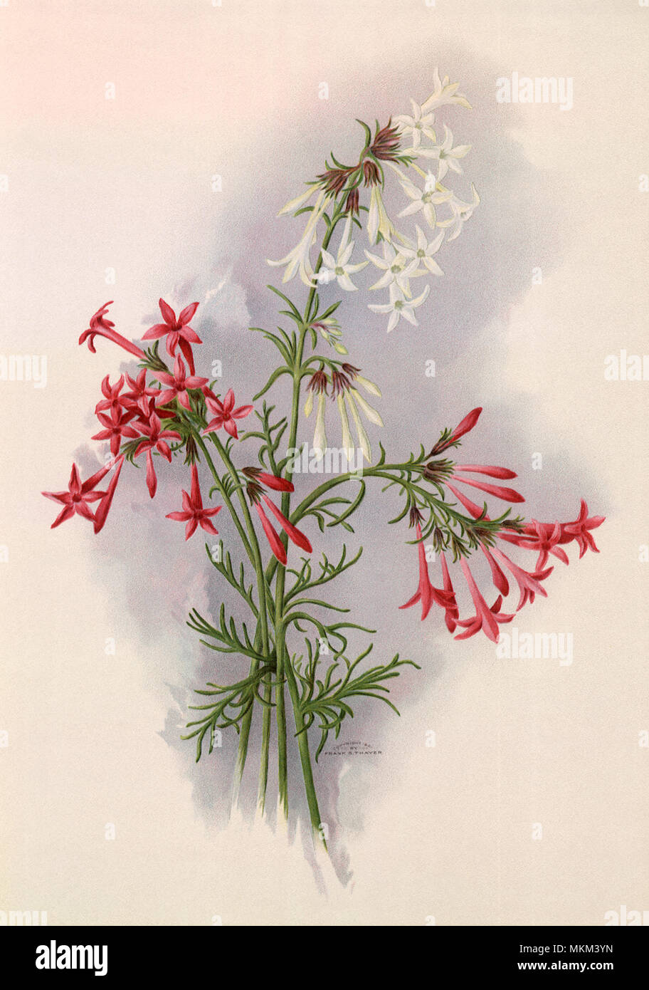 Four variations hi-res stock photography and images - Alamy