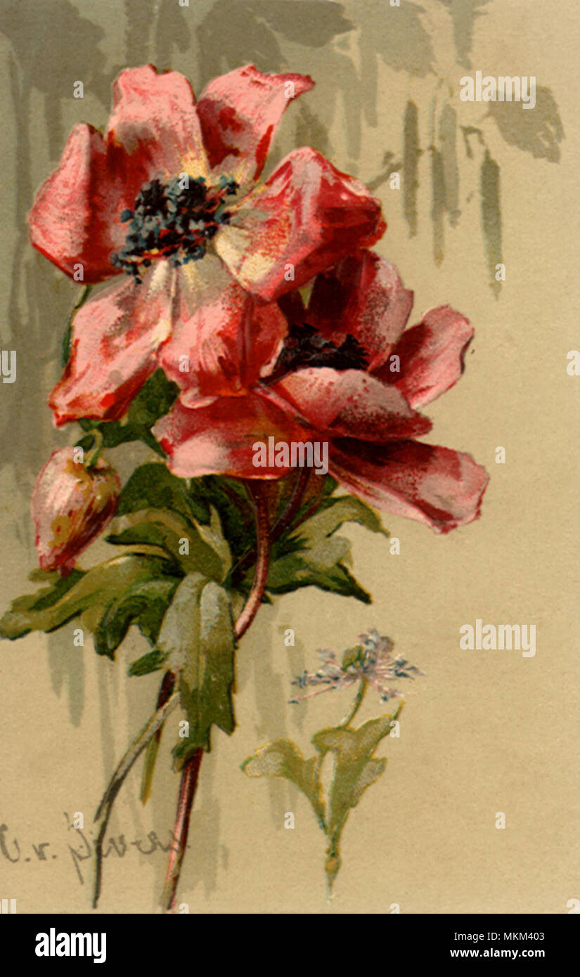 Two entwined stems hi-res stock photography and images - Alamy