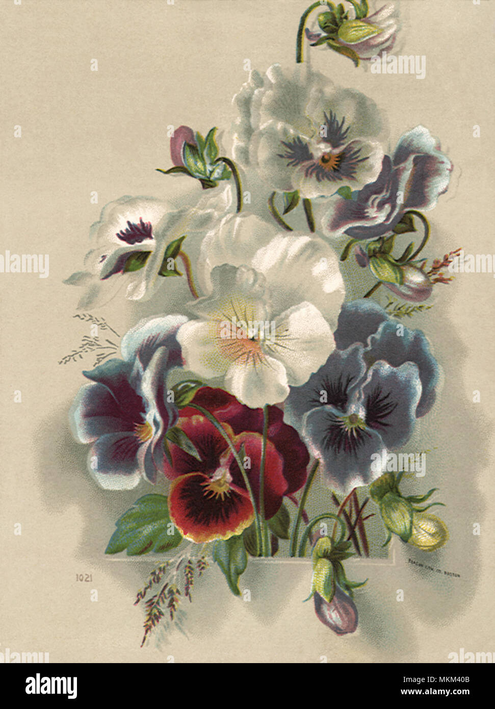 Pansies flowers botany hi-res stock photography and images - Alamy