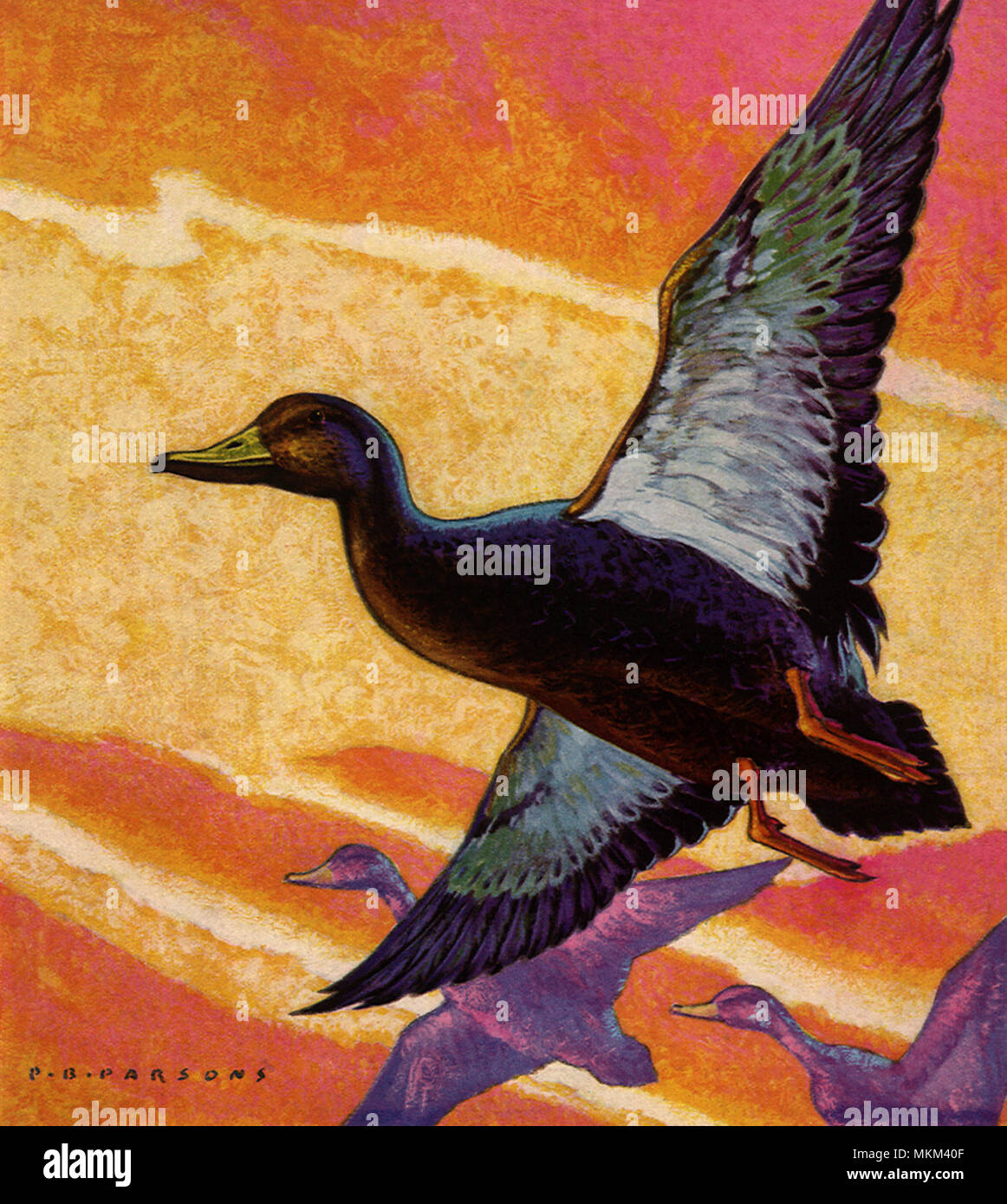 See through birds hi-res stock photography and images - Alamy