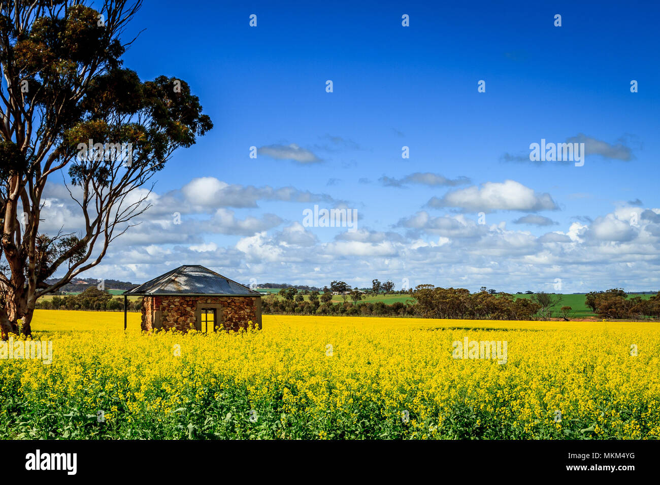 Golden canola hi-res stock photography and images - Alamy