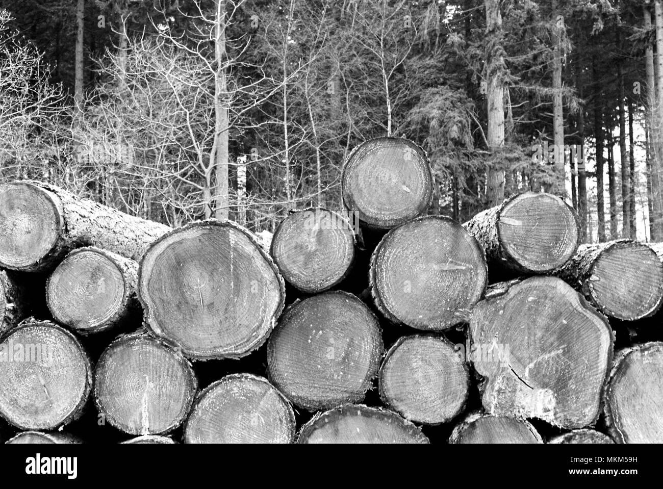 Woodland path chawton park woods High Resolution Stock Photography and ...
