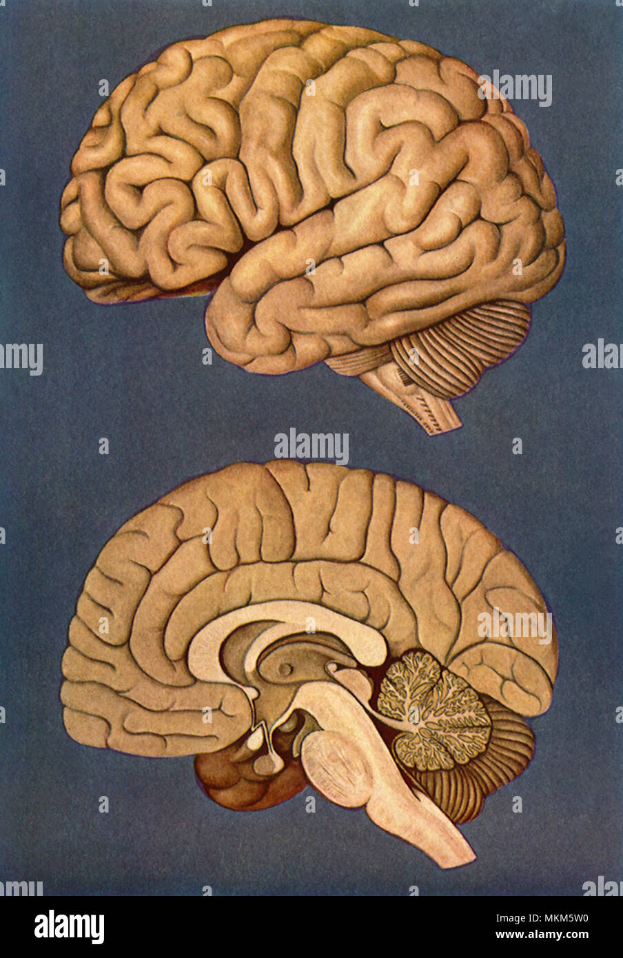 Bisected brain hi-res stock photography and images - Alamy