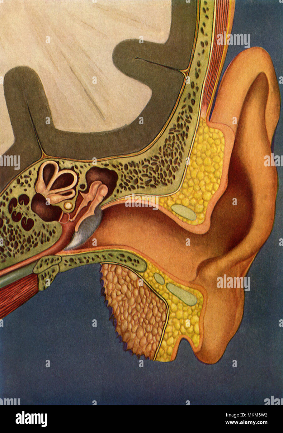 Ear scientific hi-res stock photography and images - Alamy