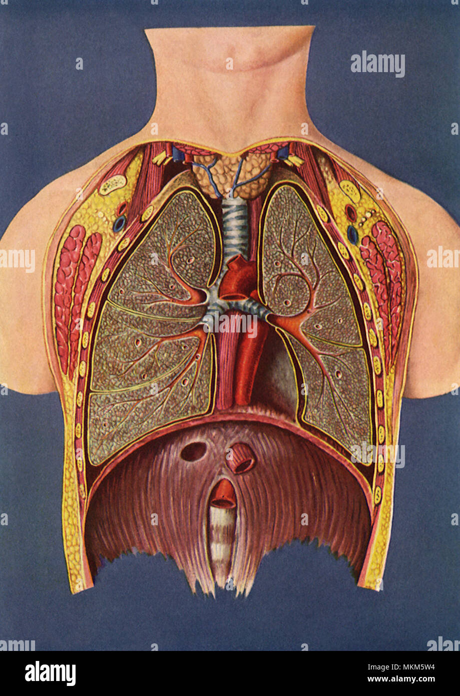 Interior of Human Chest Stock Photo - Alamy