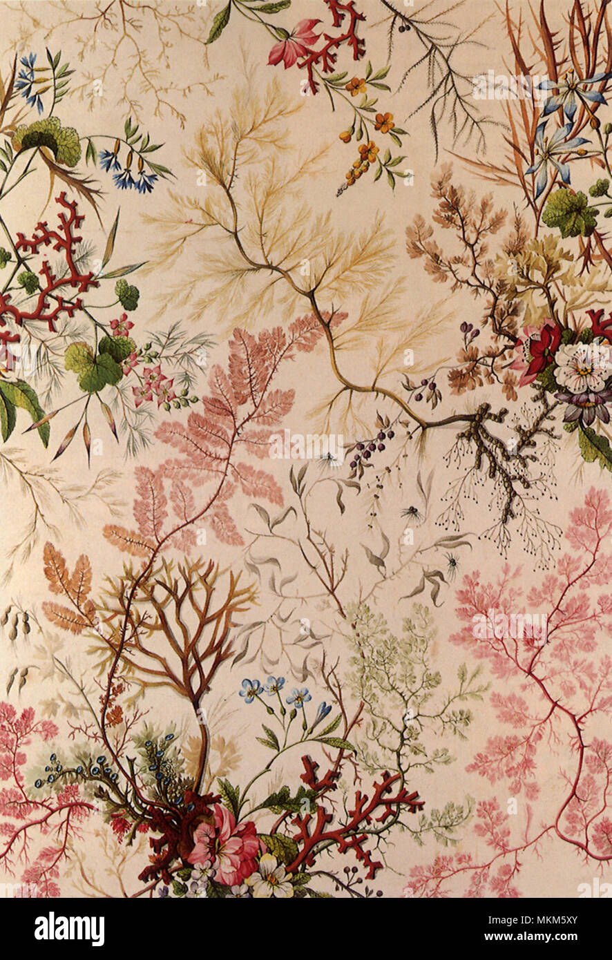 Floral and Seaweed Design Stock Photo - Alamy