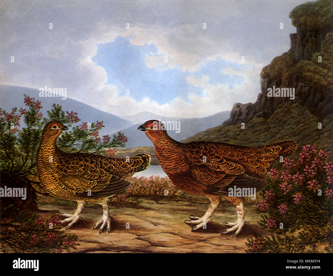 Grouse Lake High Resolution Stock Photography and Images - Alamy