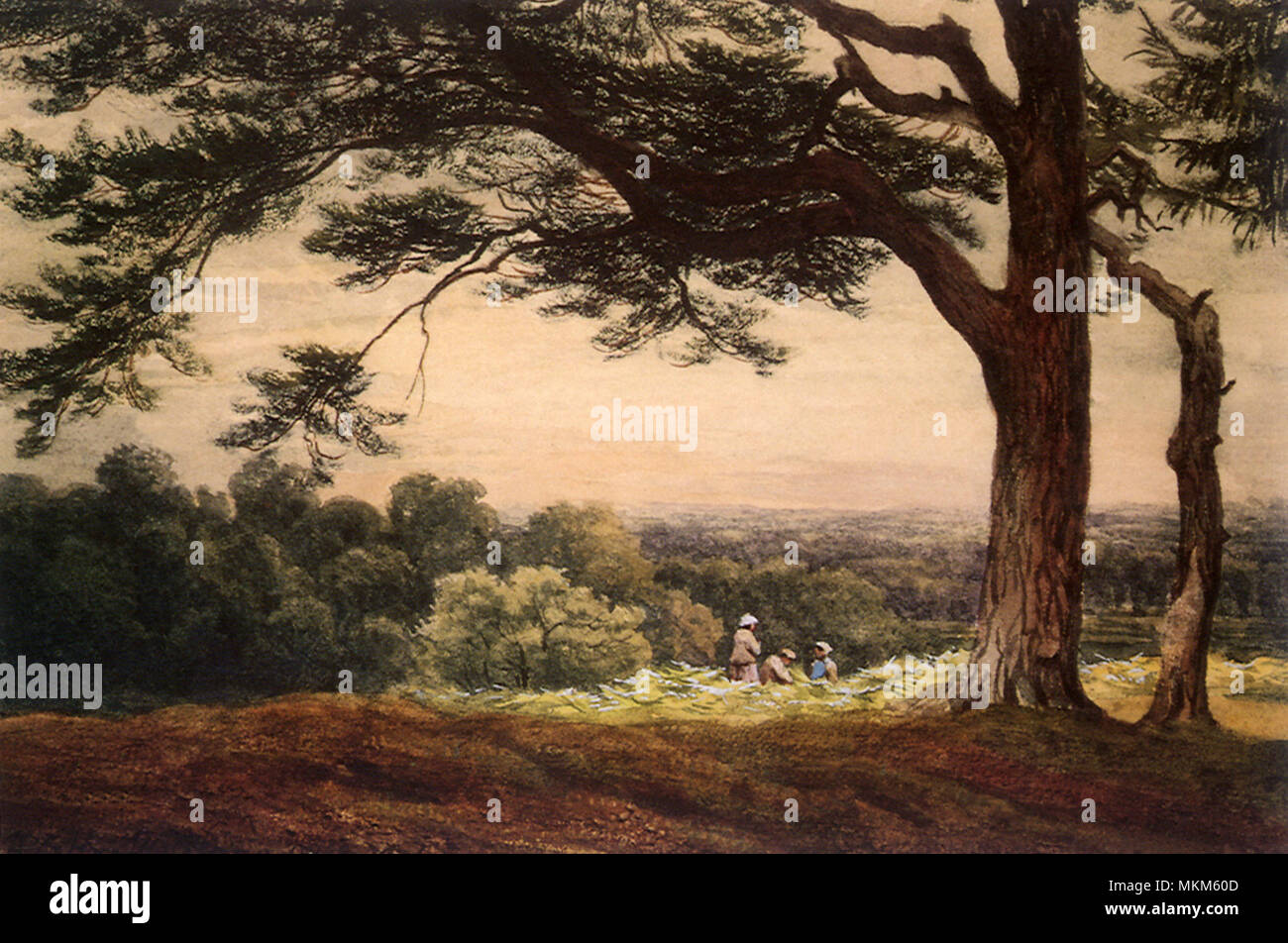 Hill Near Esher Stock Photo - Alamy