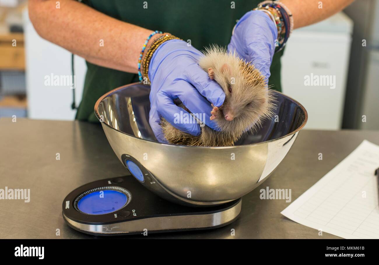 Rare Albino Hedgehog brought into Oak and Furrows Wildlife Hospital ...