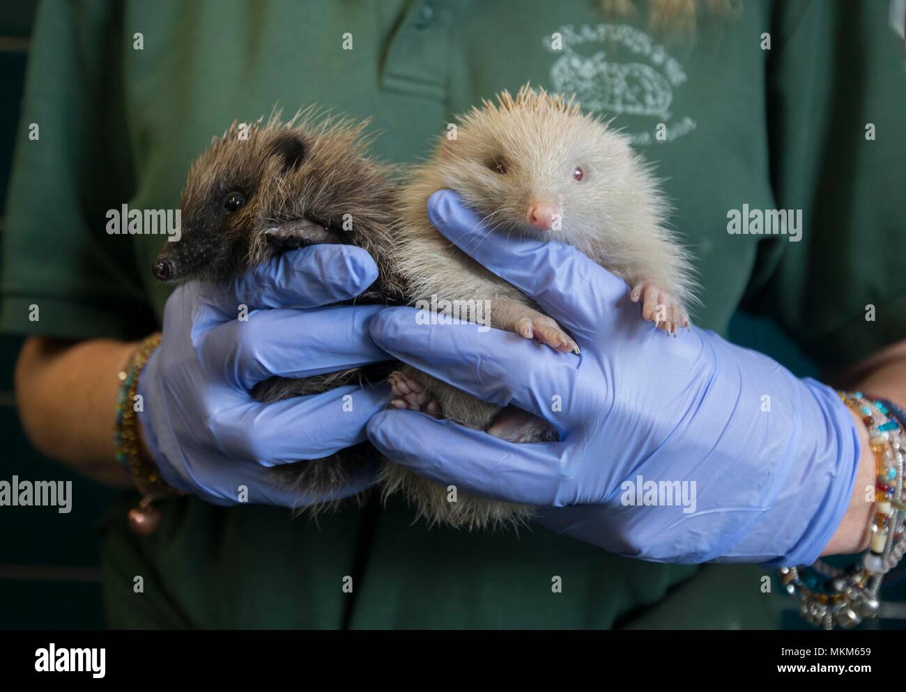 Rare Albino Hedgehog brought into Oak and Furrows Wildlife Hospital ...