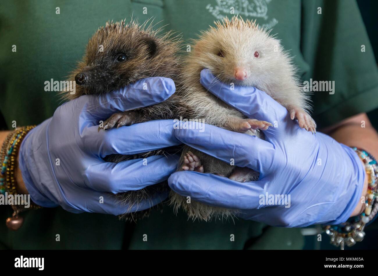 Rare Albino Hedgehog brought into Oak and Furrows Wildlife Hospital ...