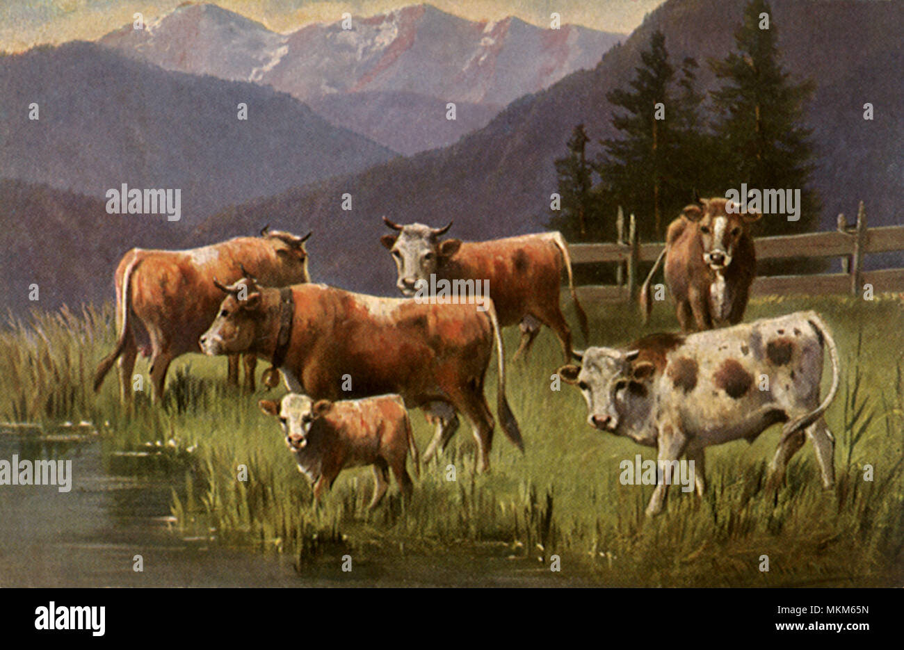 Cluster cows hi-res stock photography and images - Alamy