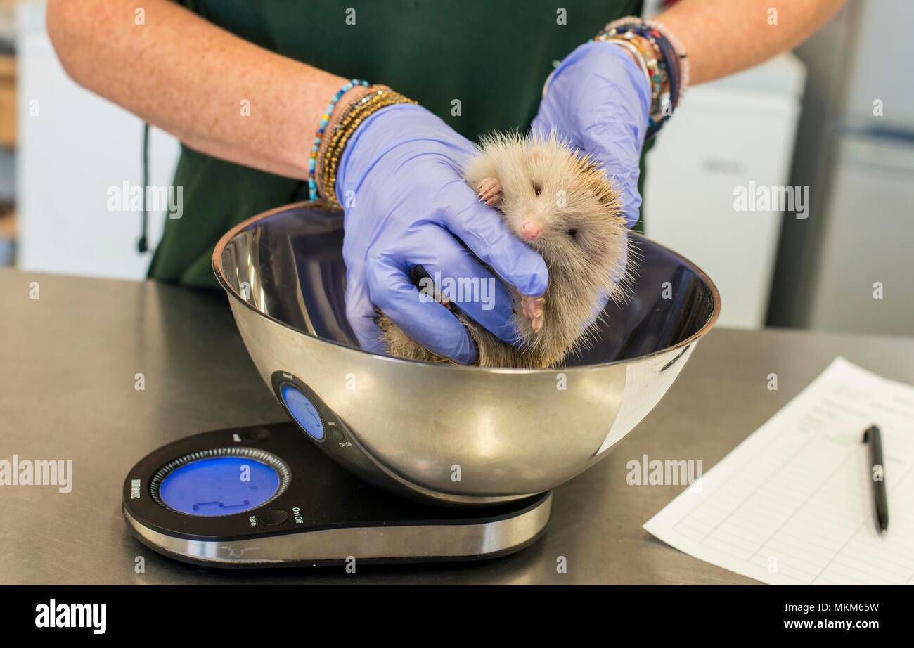 Rare Albino Hedgehog brought into Oak and Furrows Wildlife Hospital ...
