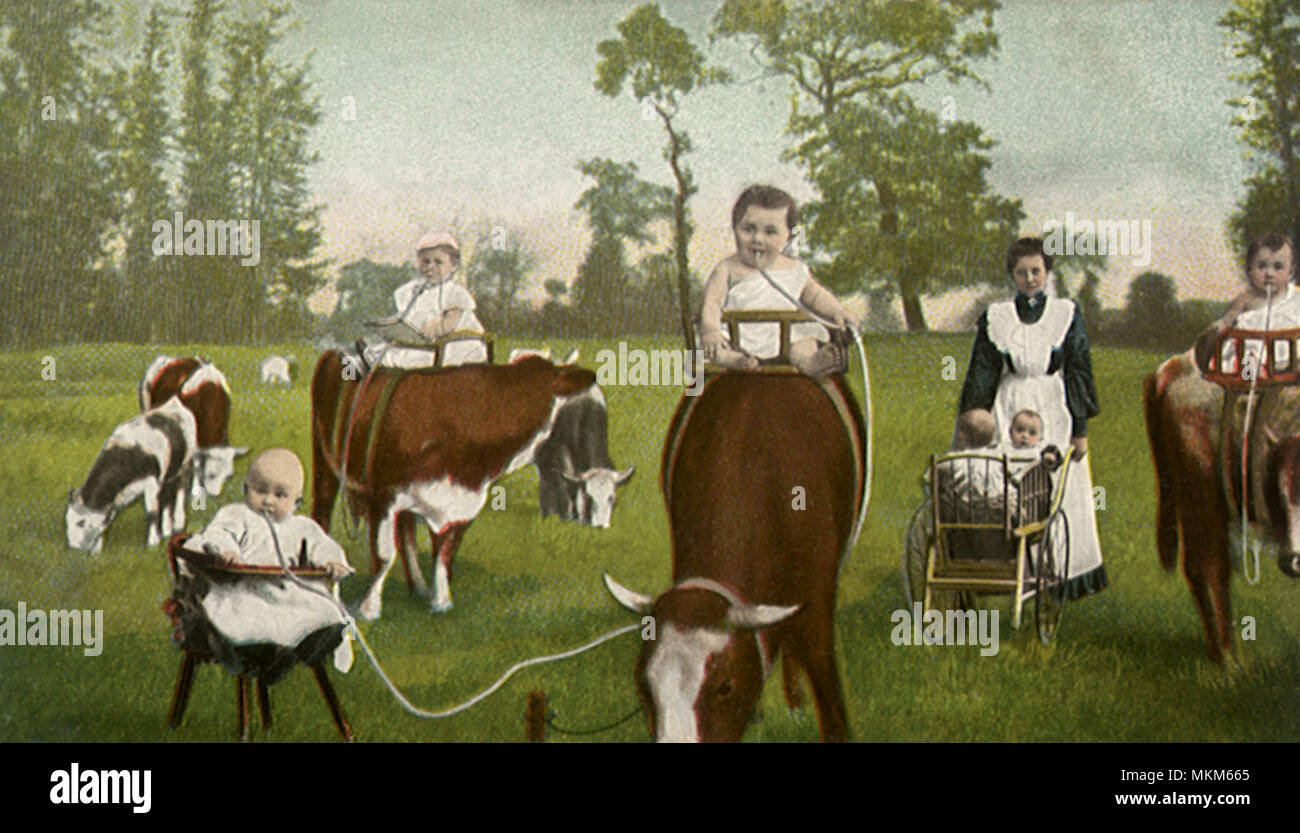 Milk Directly from Cow Stock Photo - Alamy