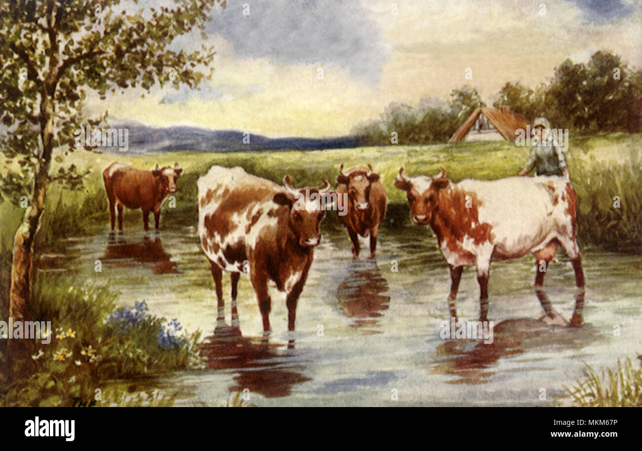 Cattle pond hi-res stock photography and images - Alamy
