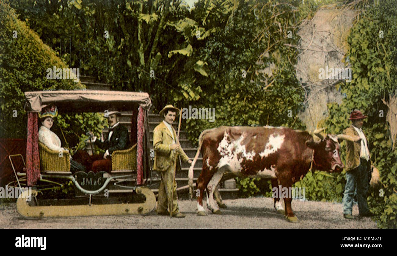 Cow cart hi-res stock photography and images - Alamy