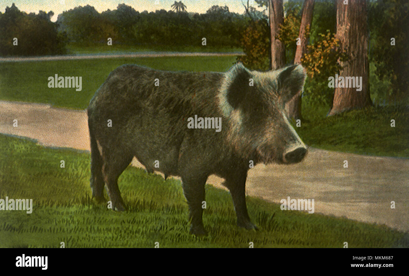 Giant Razorback Animal