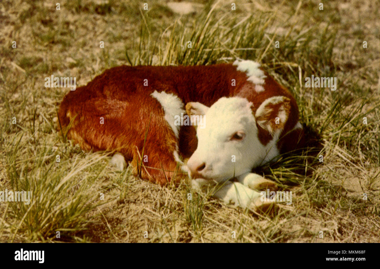 Dozing cattle hi-res stock photography and images - Alamy