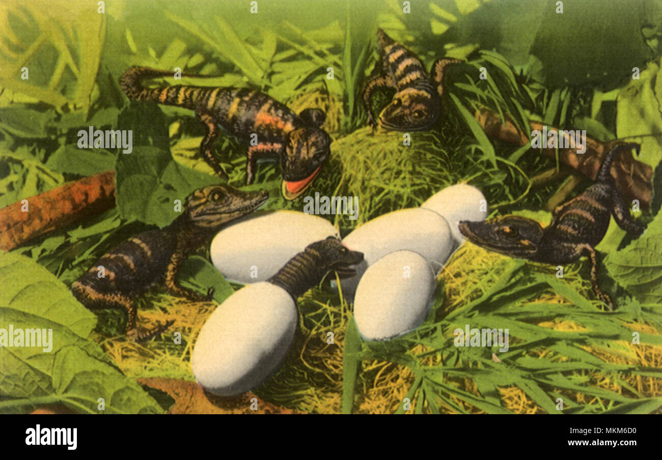 Alligator hatchlings hi-res stock photography and images - Alamy