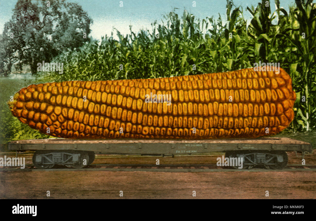 Big Ear of Corn Stock Photo - Alamy