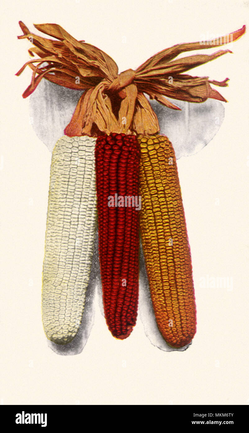 Ears of Corn Stock Photo - Alamy