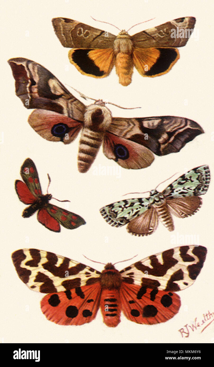 Moths of Britain Stock Photo - Alamy