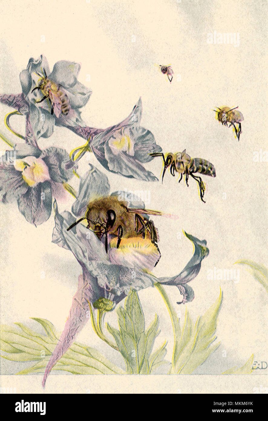 Bee Collecting Nectar Stock Photo - Alamy
