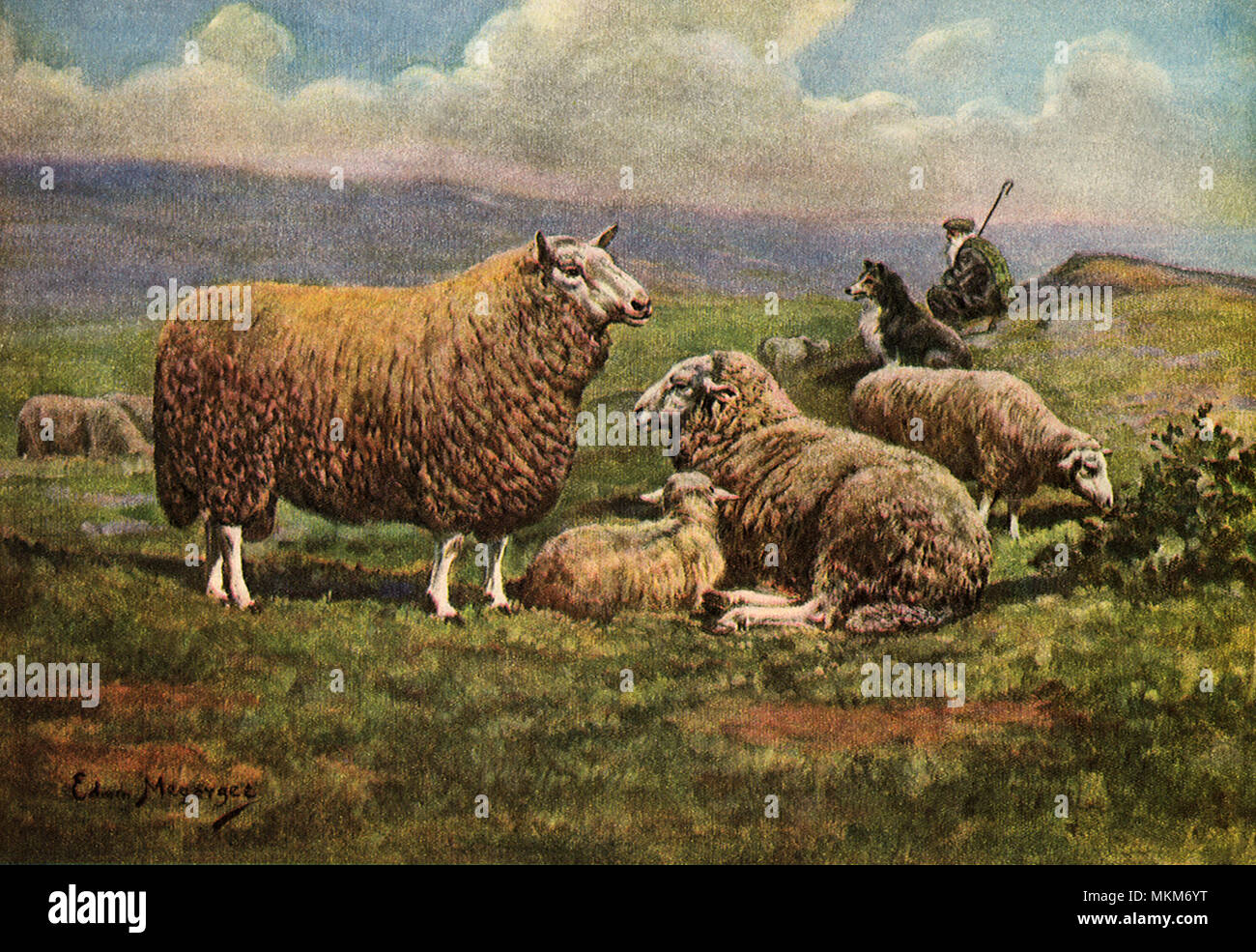 Cheviot breed hi-res stock photography and images - Alamy