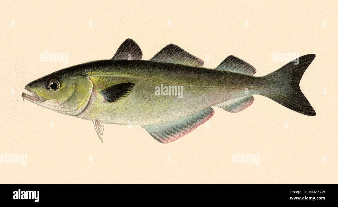 Pollack hi-res stock photography and images - Alamy