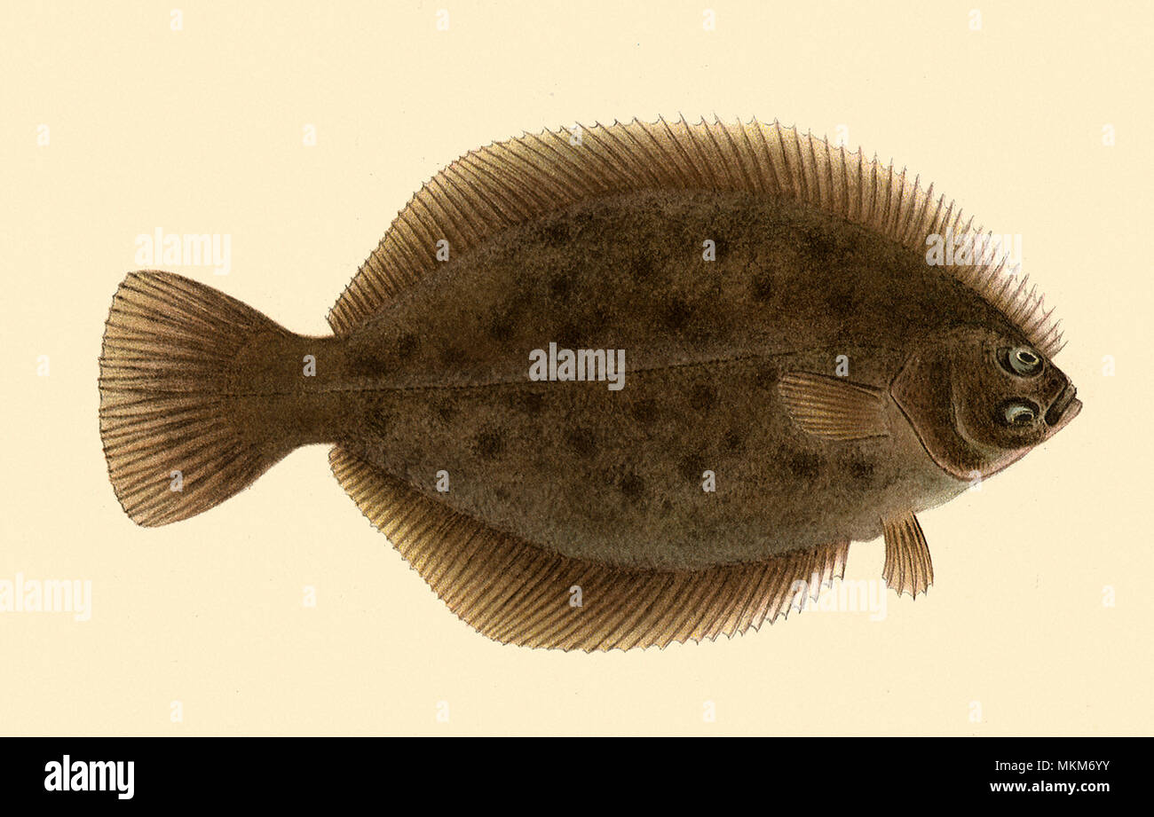 Flat upper hi-res stock photography and images - Alamy