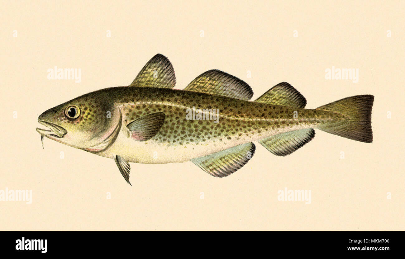 Vintage cod hi-res stock photography and images - Alamy