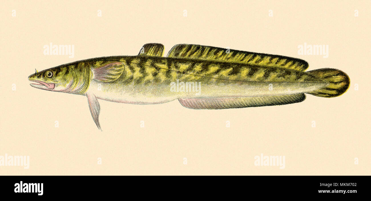 Chin barbel hi-res stock photography and images - Alamy