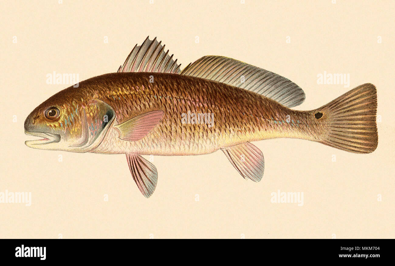 Bass illustration hi-res stock photography and images - Alamy