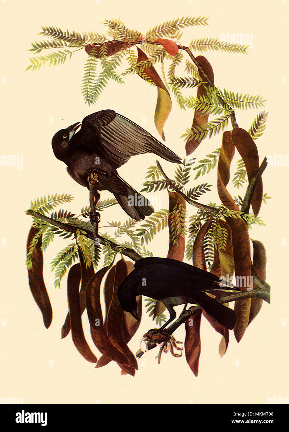 John crows hi-res stock photography and images - Alamy