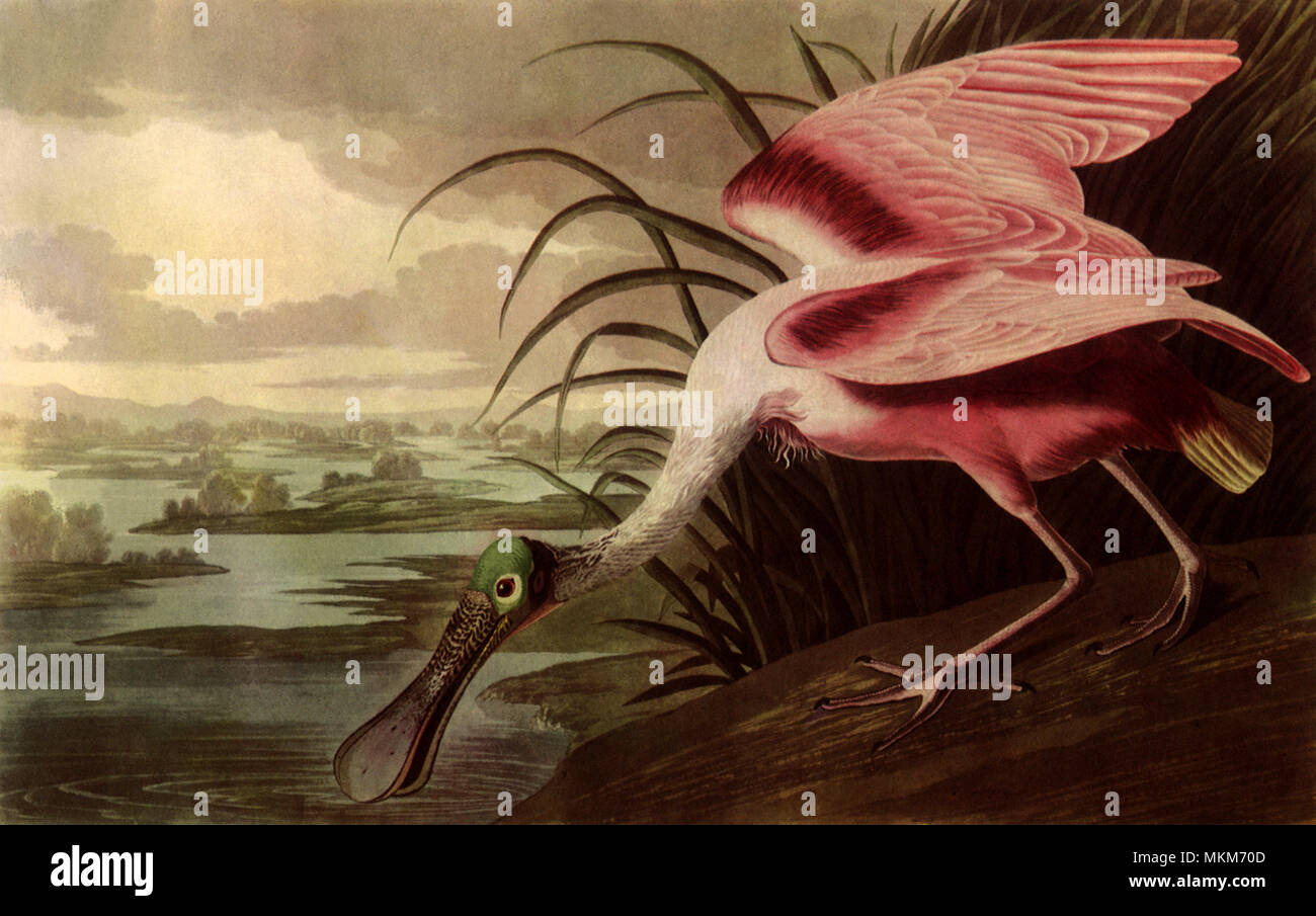 Spoonbill stands hi-res stock photography and images - Alamy