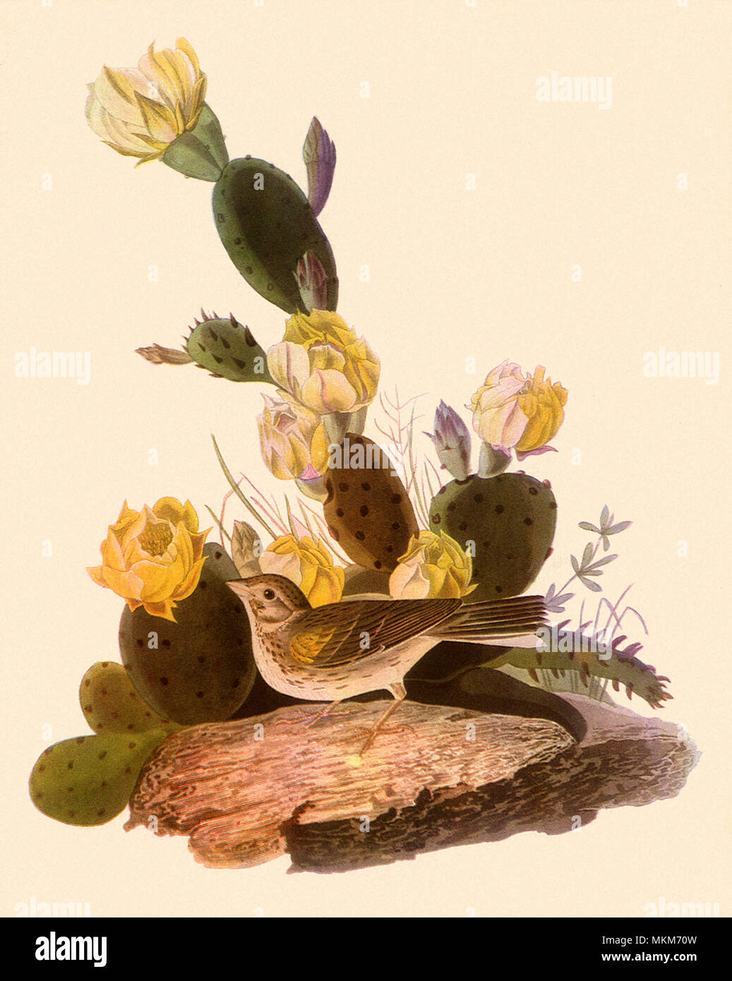 Cactus critters hi-res stock photography and images - Alamy
