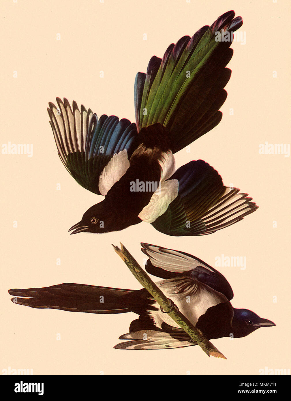 American magpie hi-res stock photography and images - Alamy