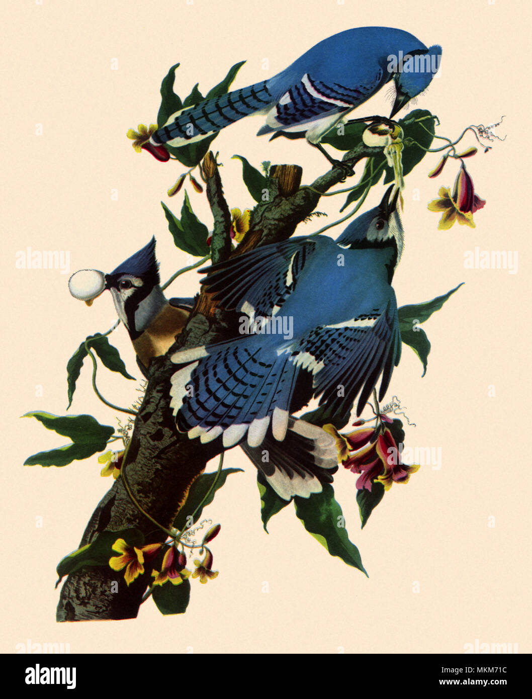 Three jays hi-res stock photography and images - Alamy