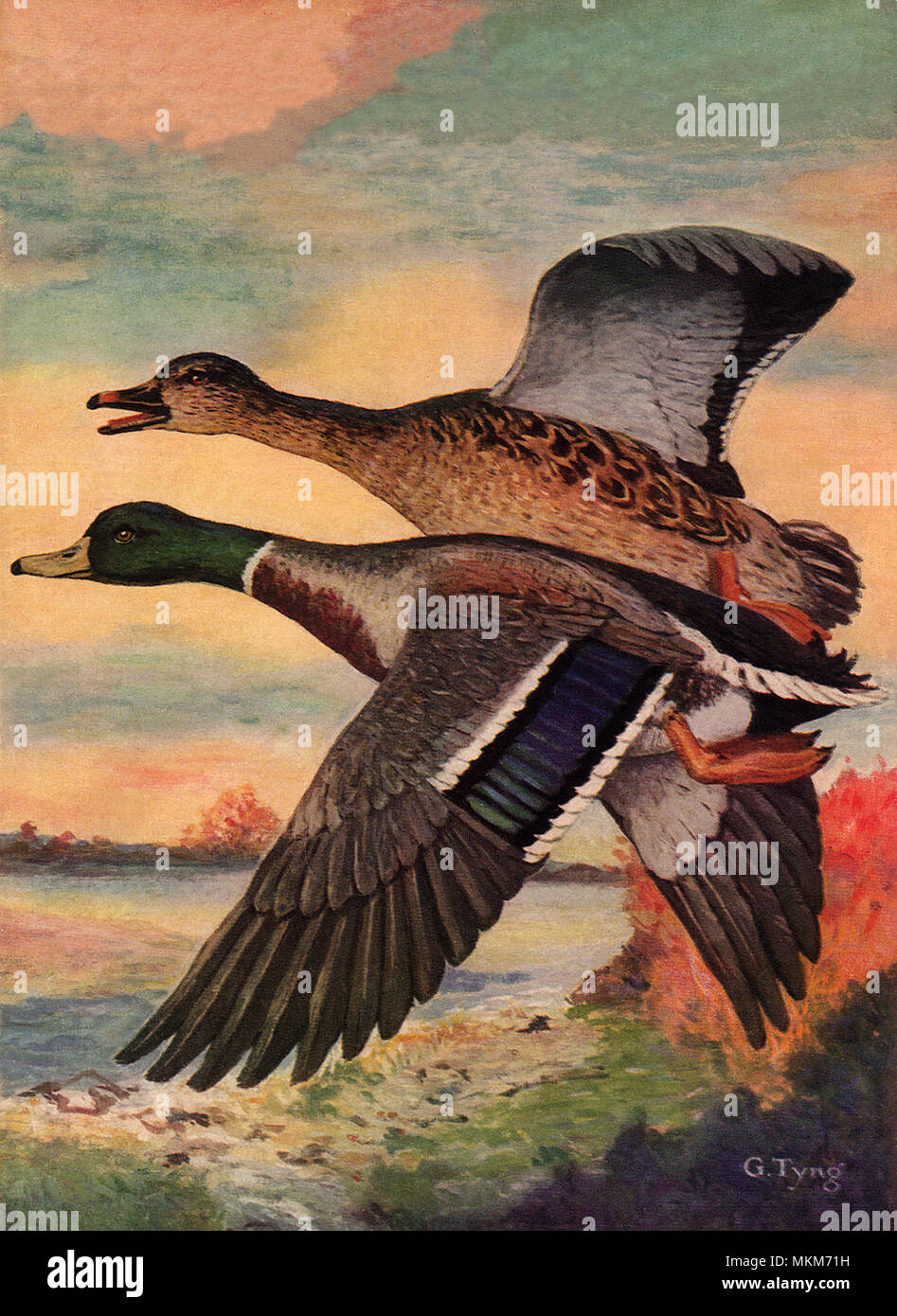 Pair of Flying Mallards Stock Photo - Alamy