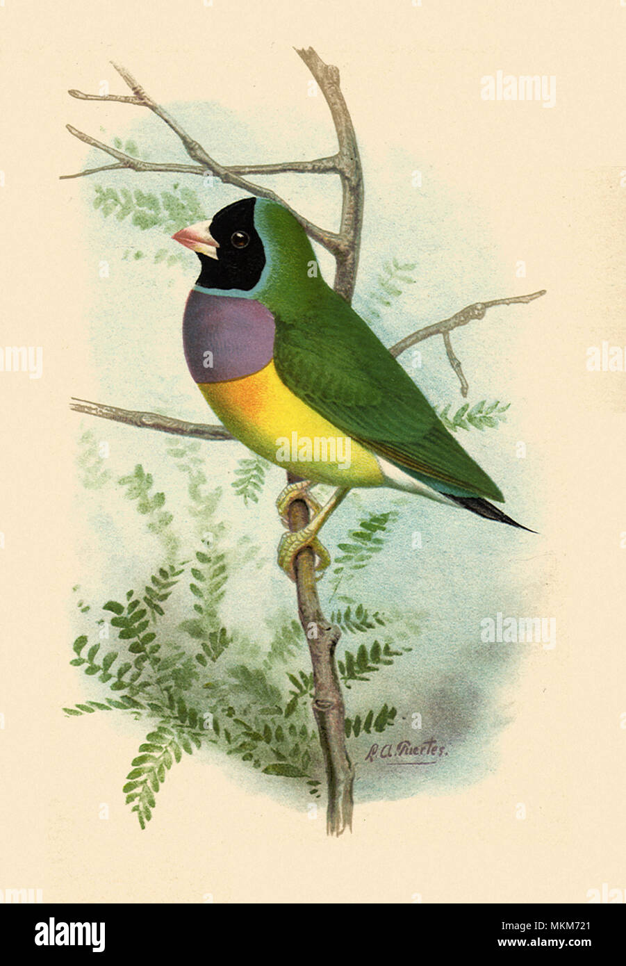 Lady Gold Finch Stock Photo - Alamy