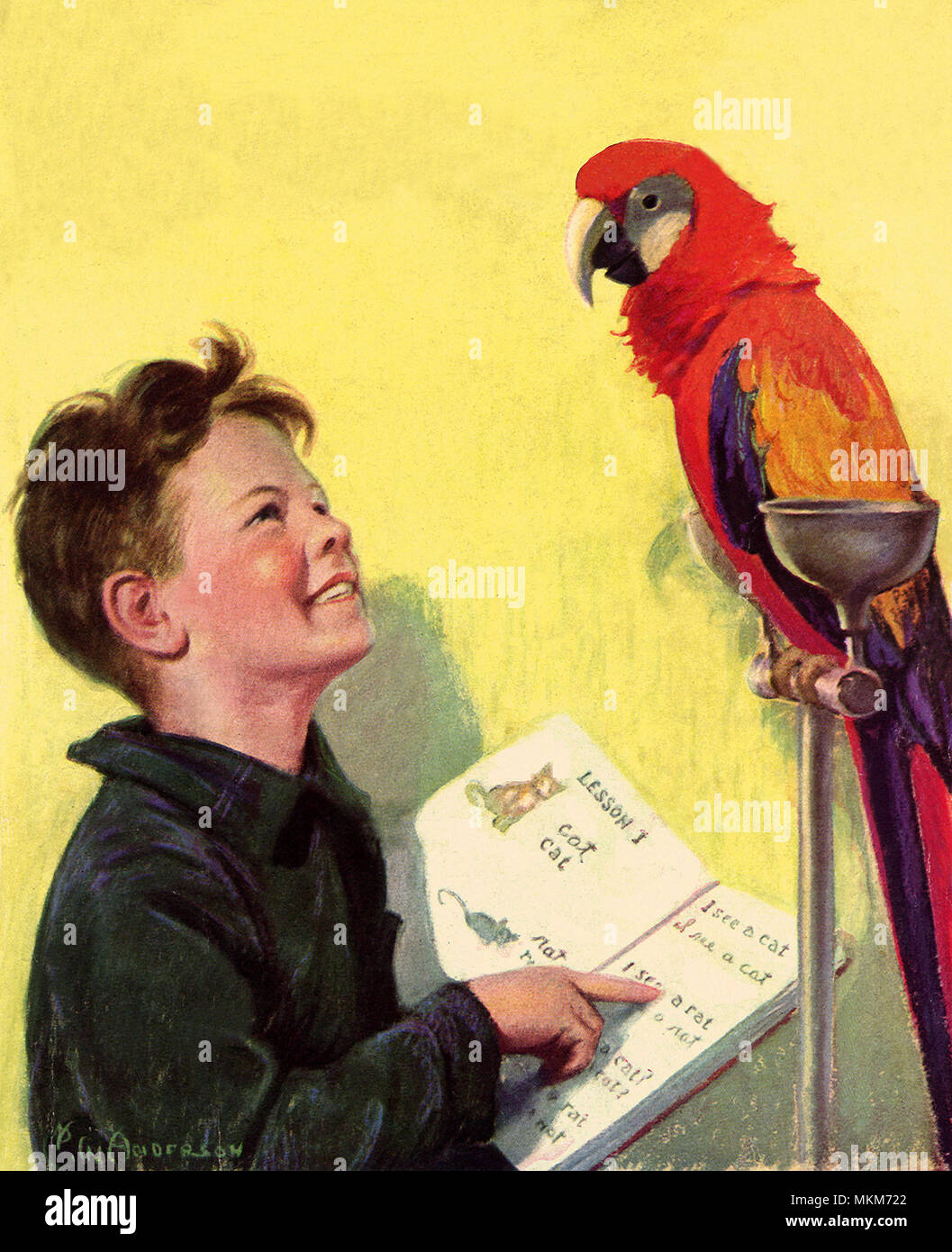 Boy with parrot hi-res stock photography and images - Alamy