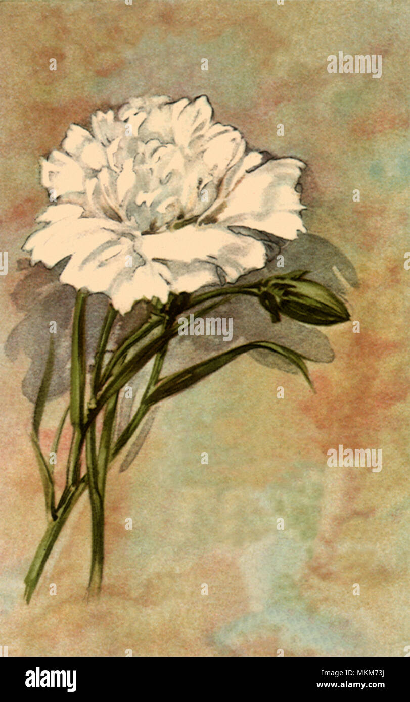 Carnation blooms hi-res stock photography and images - Alamy