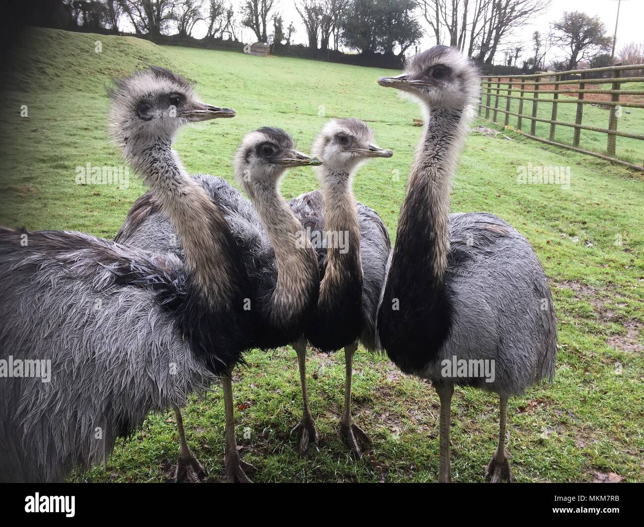 South American Rhea Family Gathering Stock Photo - Alamy