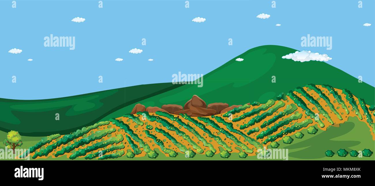 Terrace Agriculture technique at Hill illustration Stock Vector Image ...