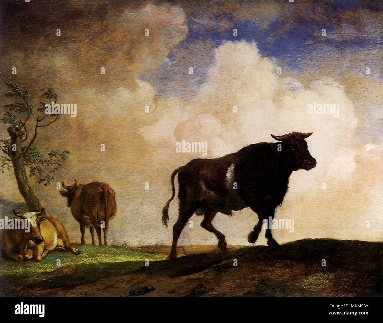 Bull and Cows Stock Photo - Alamy