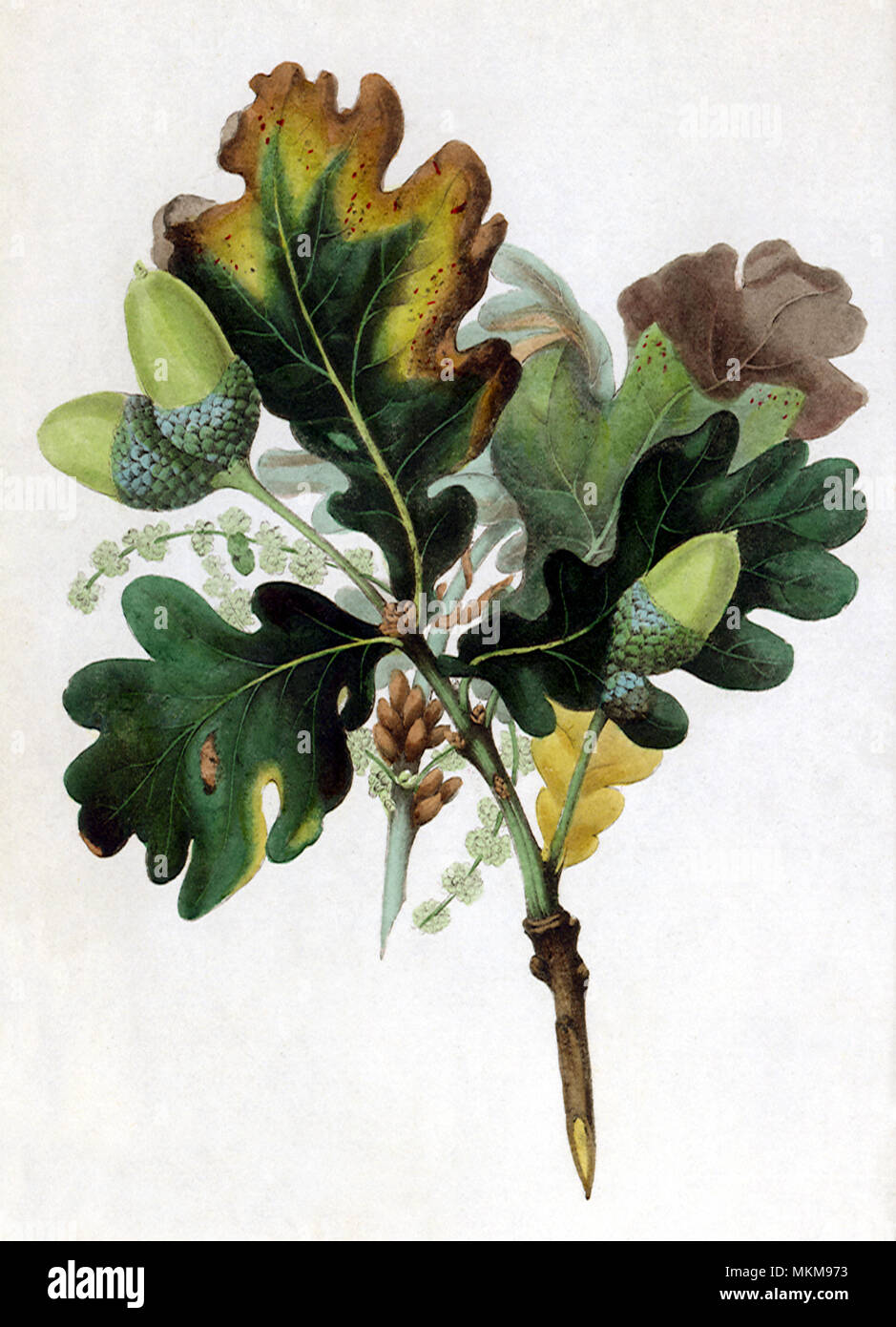 Browned edges hi-res stock photography and images - Alamy