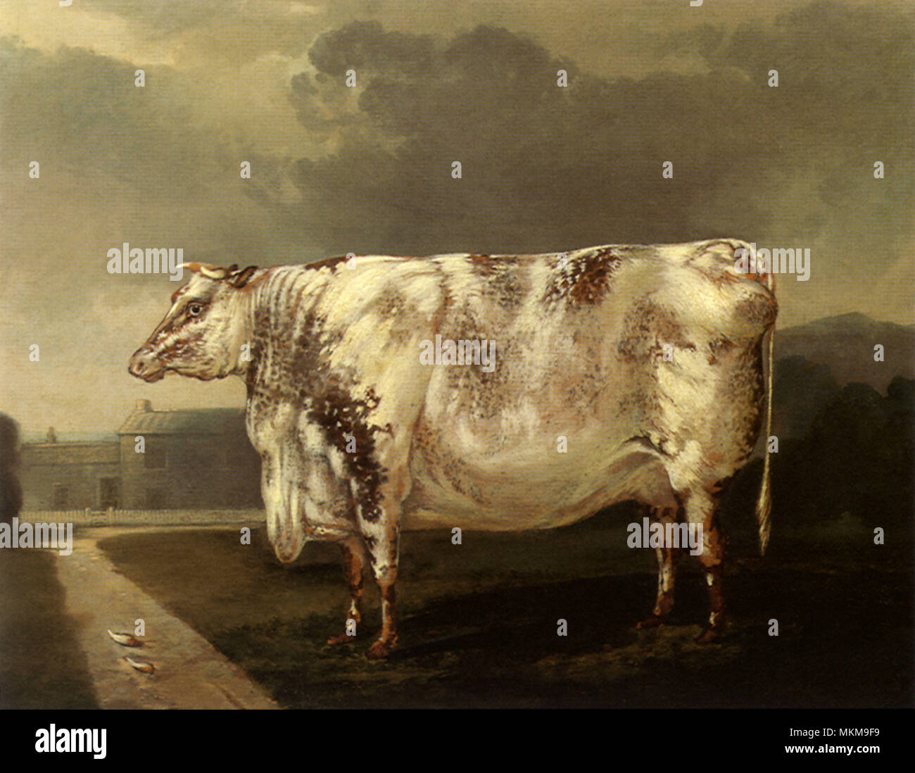 An Old Cow Stock Photo - Alamy