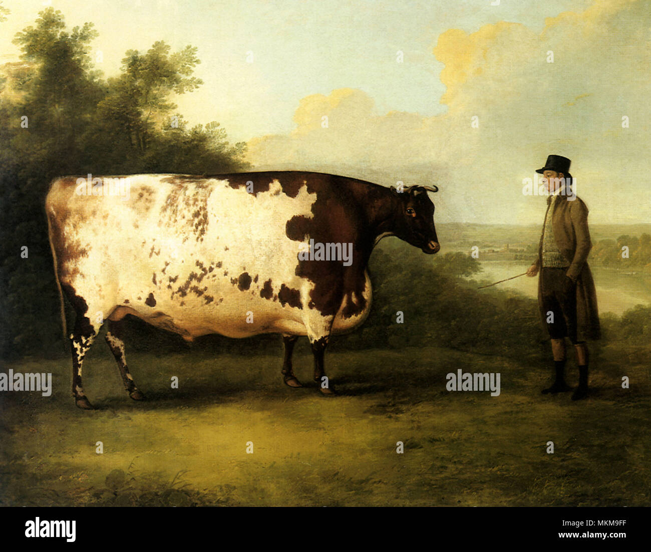 The Durham Ox Stock Photo - Alamy