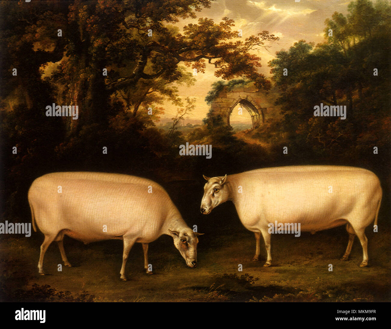 Vintage prize farm animal hi-res stock photography and images - Alamy