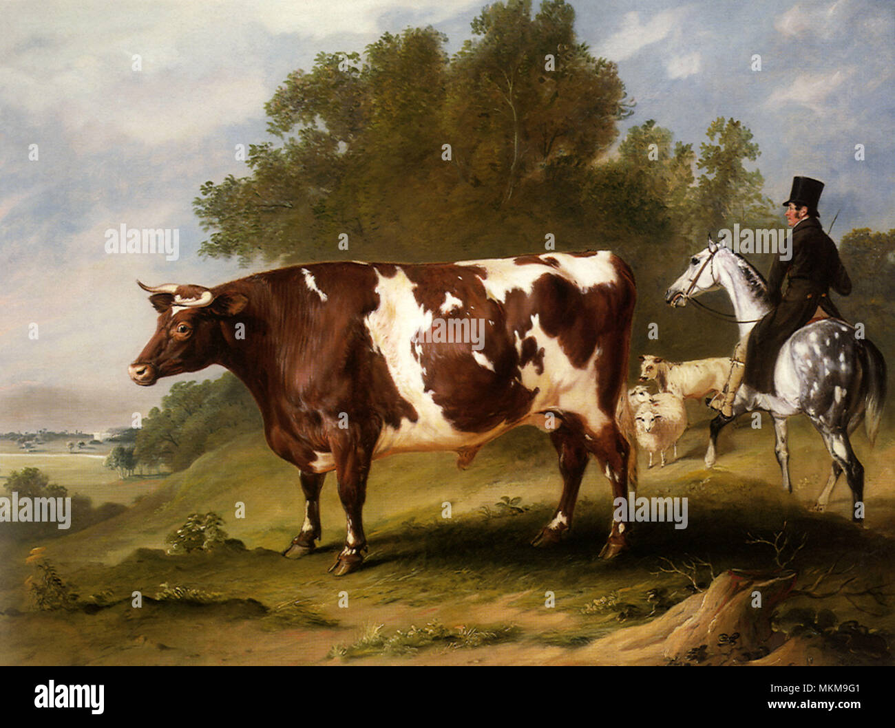 Durham cattle hi-res stock photography and images - Alamy